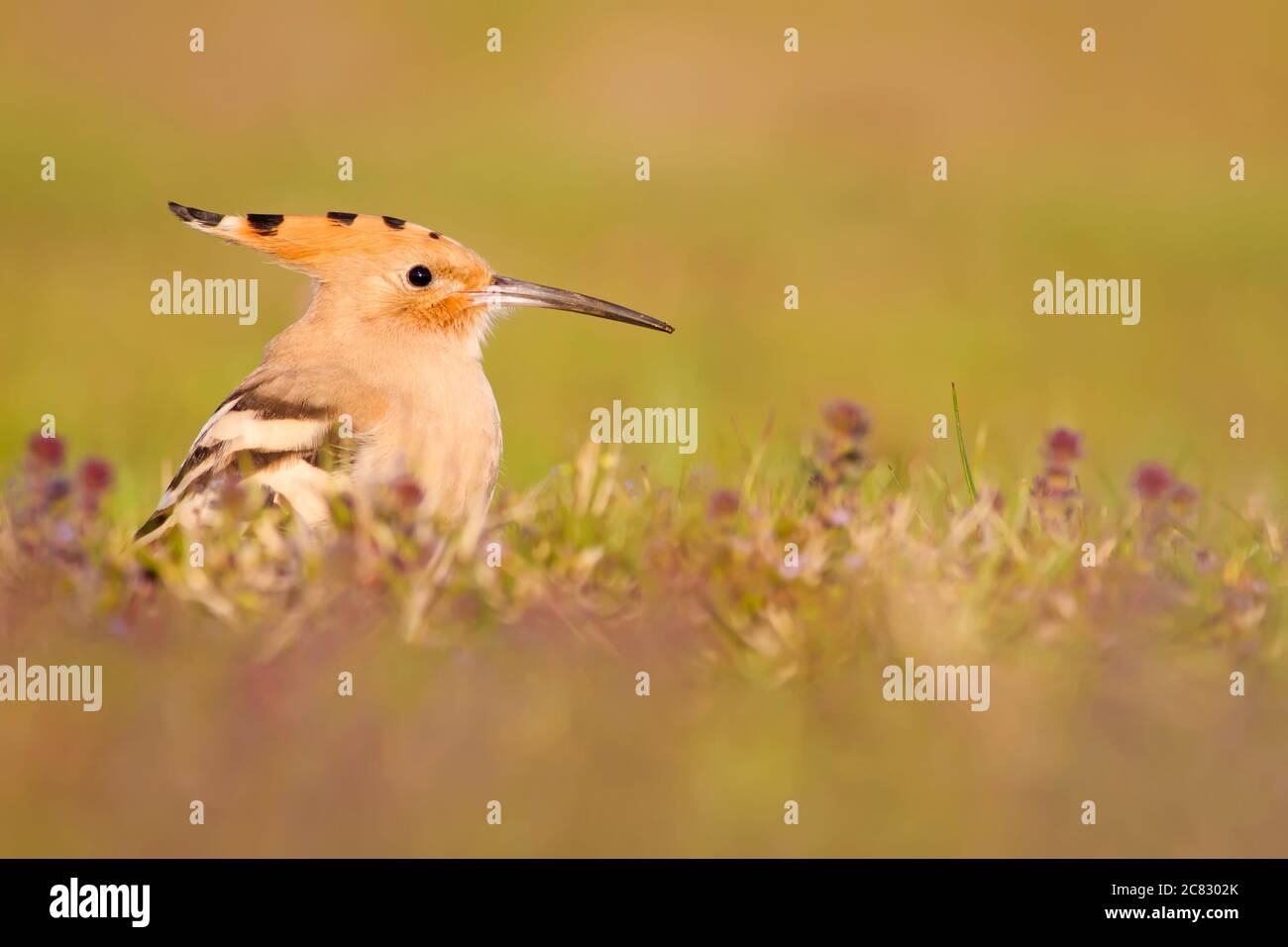 Cute bird hoopoe. Green nature background. Bird: Eurasian Hoopoe. Upupa ...