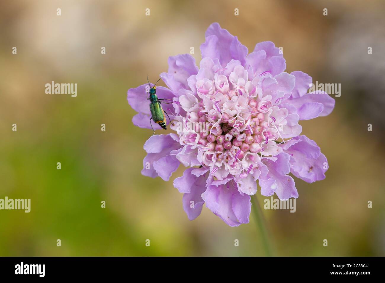 Soft focus of a green beetle on a pink Scabiosa flower against a blurry ...