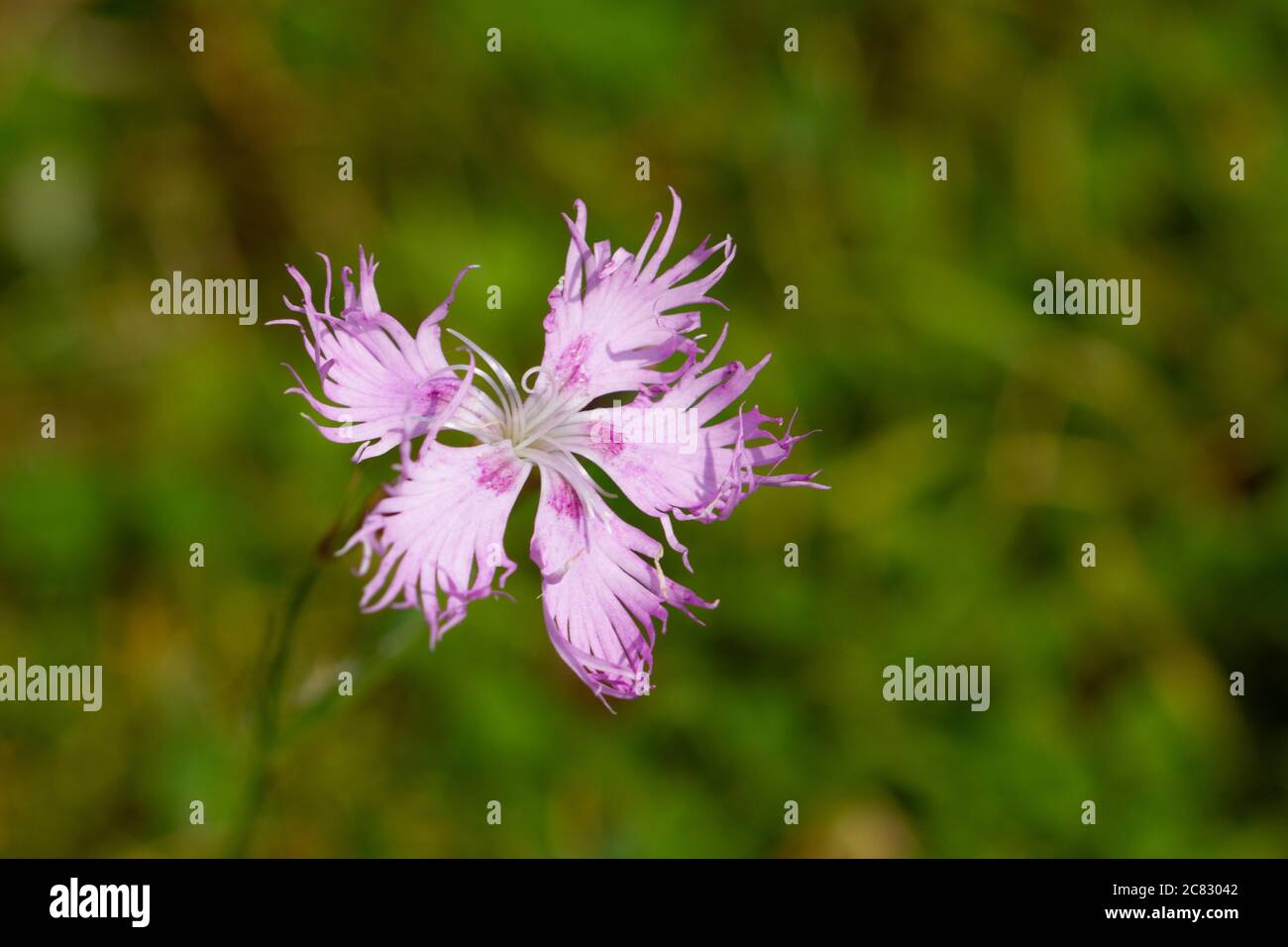 Soft focus of a fringed pink carnation against a blurry background ...