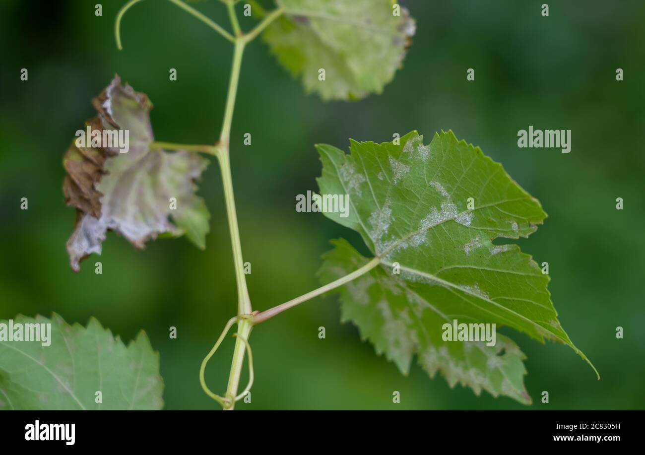 Grape vine disease hi-res stock photography and images - Alamy