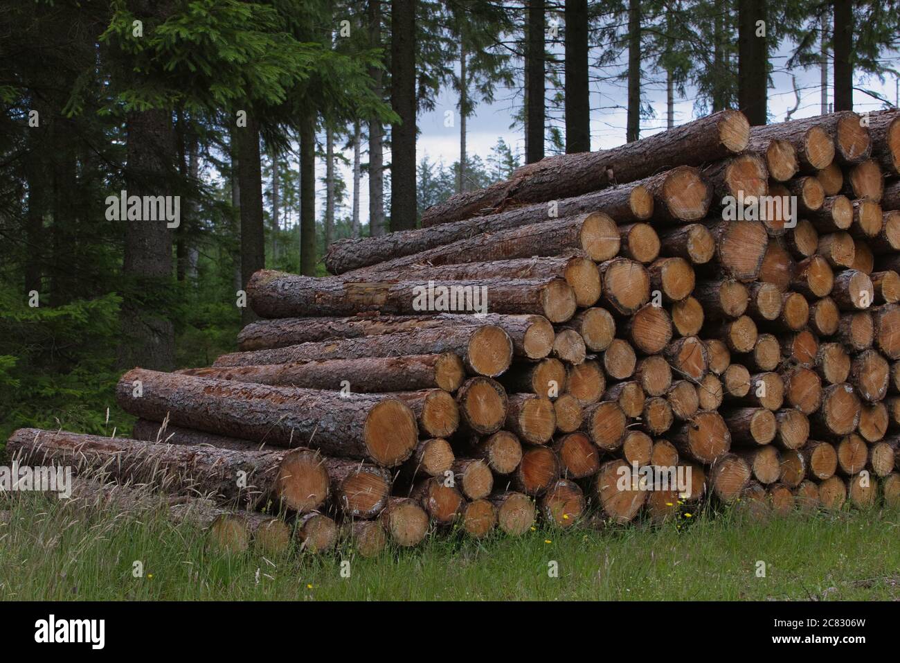 Pile of wooden logs on the ground in a forest during the daytime Stock ...