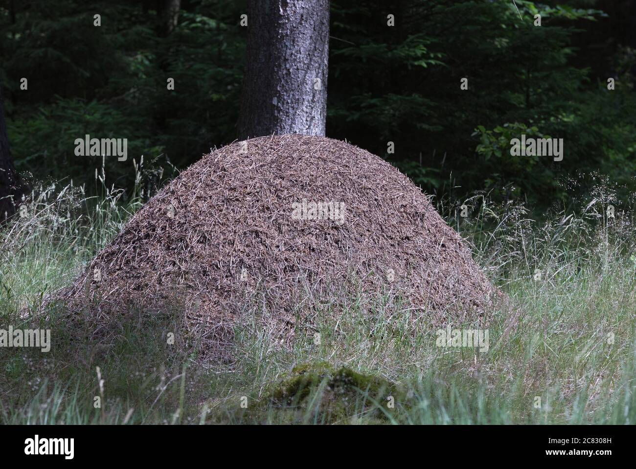 Pile of sticks in the forest captured during the daytime Stock Photo ...