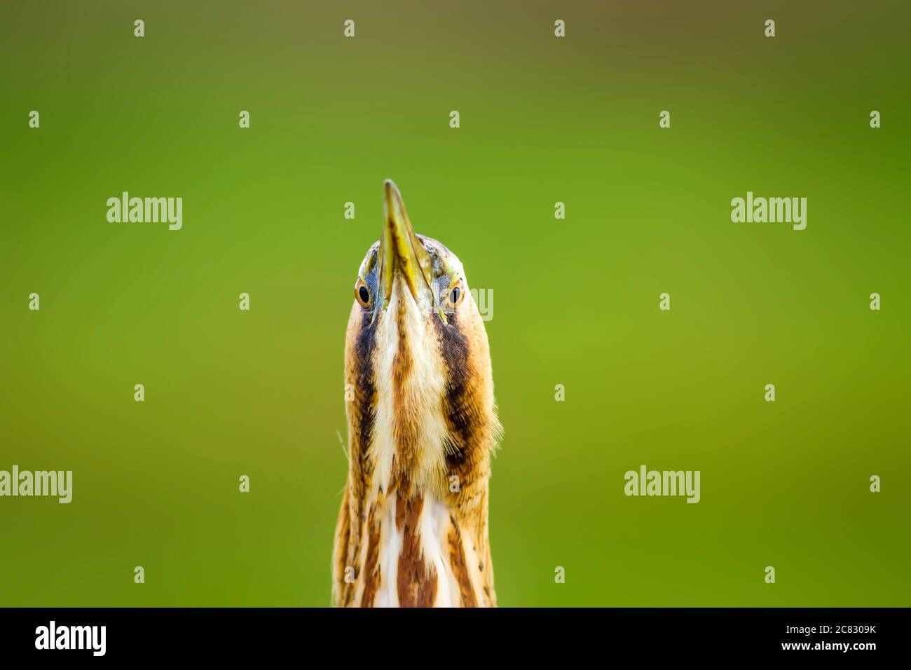 Bird portrait. Bird: Eurasian Bittern. Botaurus stellaris. Green nature ...
