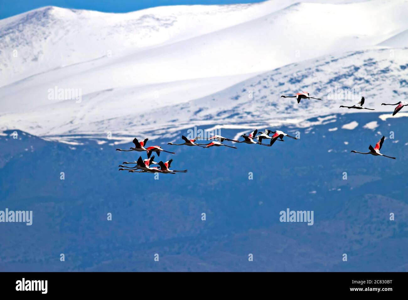 Winter Snow Cold Flamingo Flamingos High Resolution Stock Photography ...