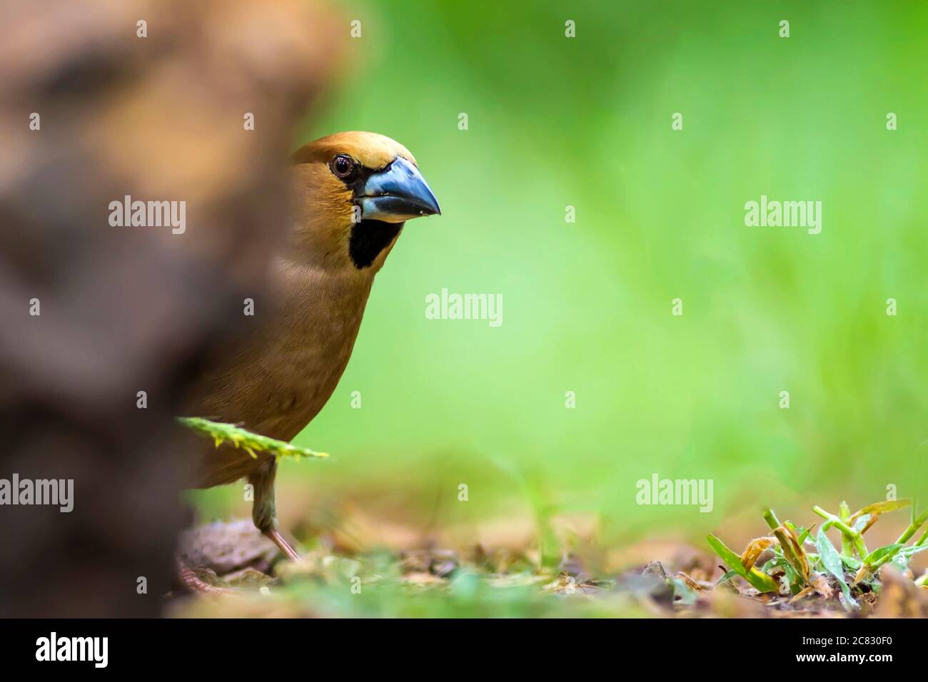 Nature and bird. Common birds. Natural background Stock Photo - Alamy