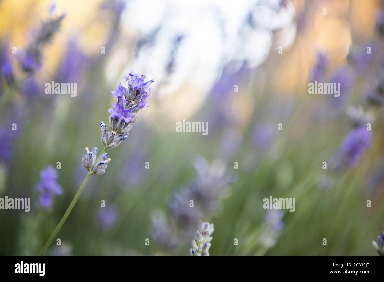 Lavender plant yorkshire hi-res stock photography and images - Alamy