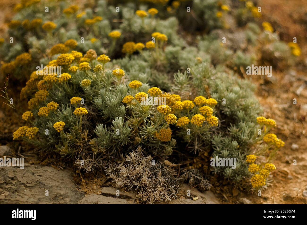 Closeup shot of the yellow helichrysum flowers blooming in the field on ...