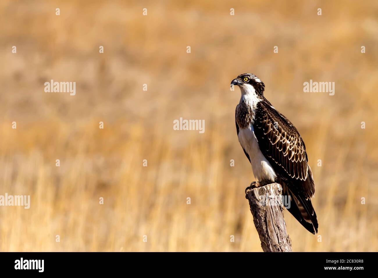Eagle Osprey. Natural background. Bird: Western Osprey. Pandion ...