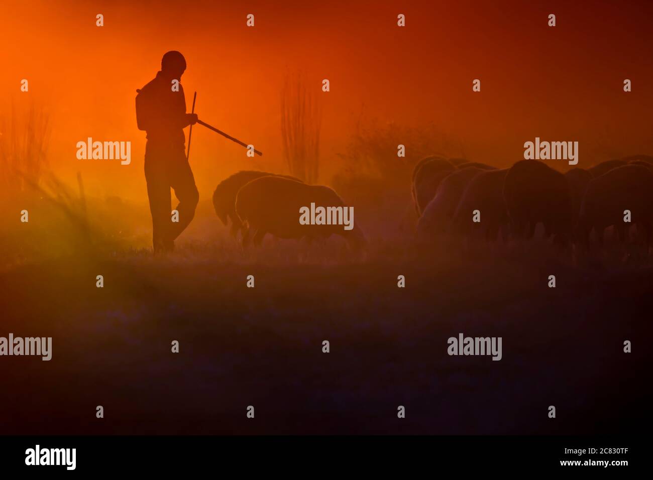 Sunset nature and shepherd. Sunset nature background. Sheeps and ...