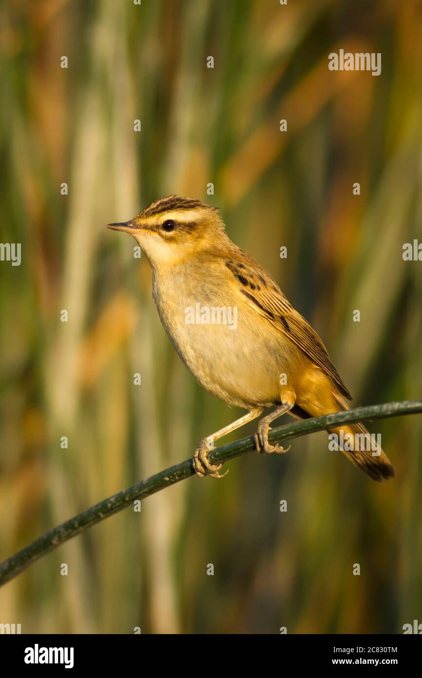 Cute little bird. Moustached Warbler. Green lake habitat background ...