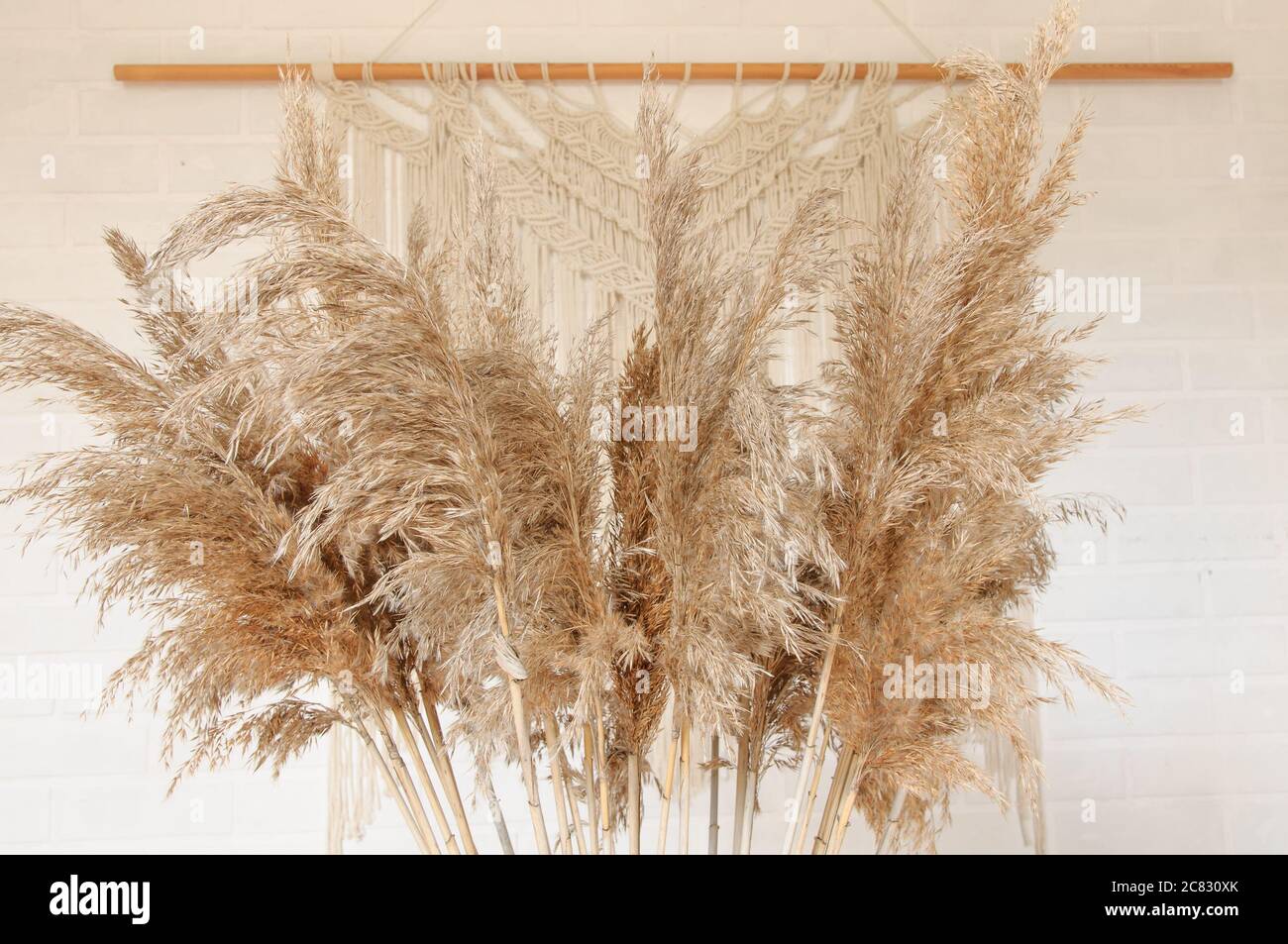 Beige reed against a white wall with a macrame wall panel. A minimal ...