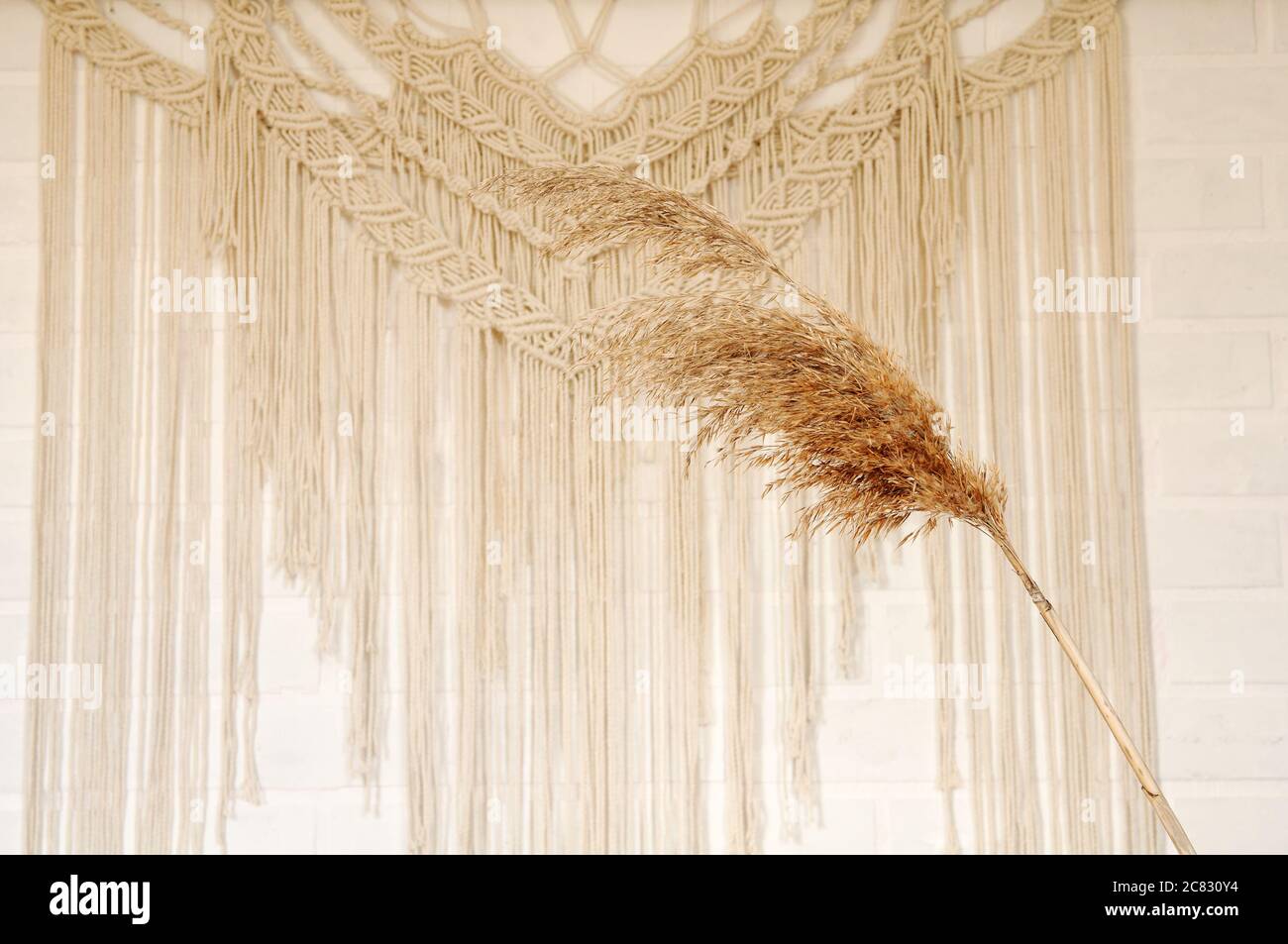 Beige reed against a white wall with a macrame wall panel. A minimal ...