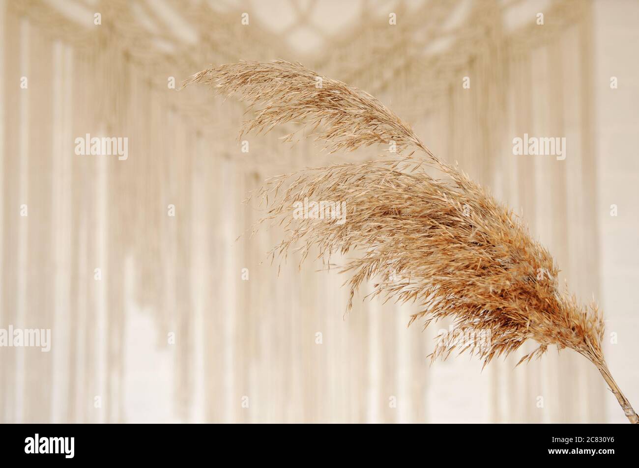 Beige reed against a white wall with a macrame wall panel. A minimal ...