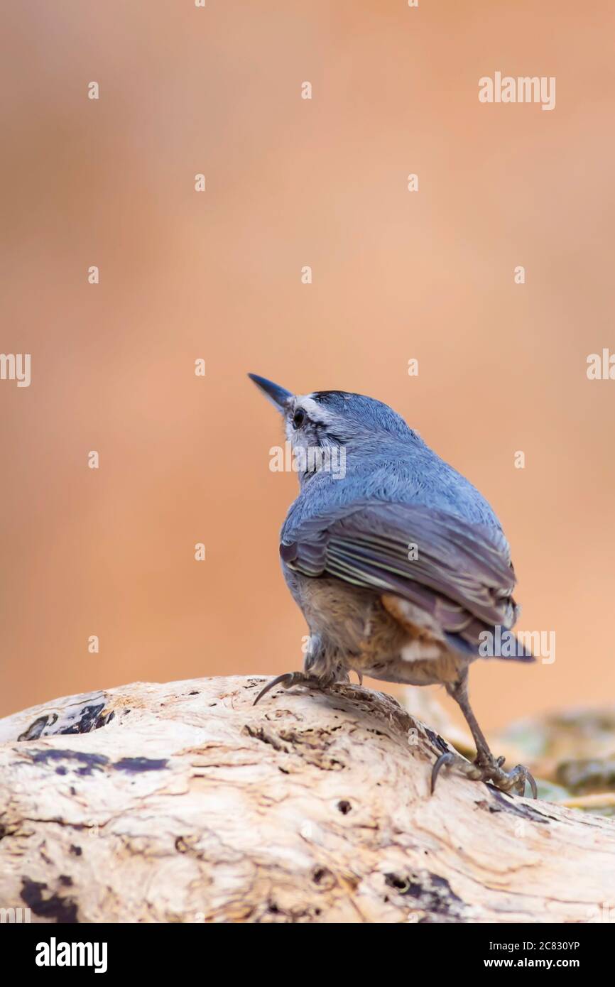Nature and birds. Bird on branch. Nature background Stock Photo - Alamy