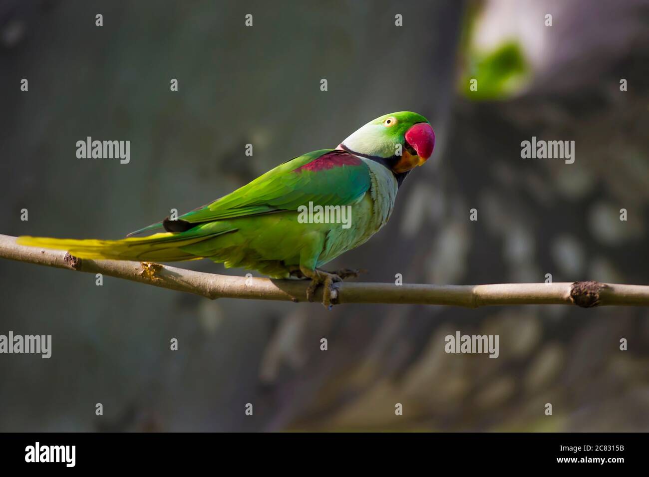 Green red Parakeet. Natural background. Alexandrine Parakeet ...