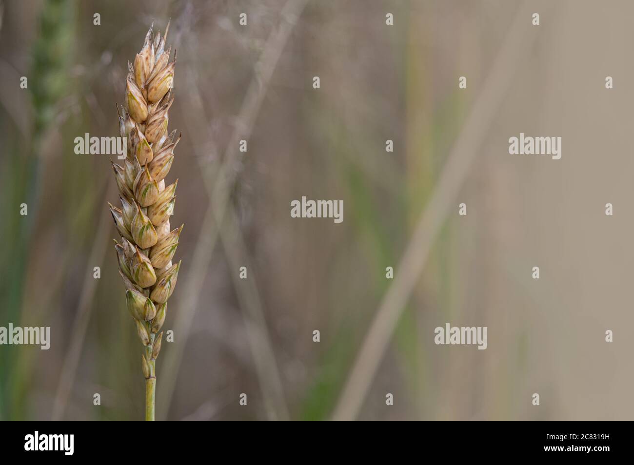 Closeup shot of a Triticale field during daytime Stock Photo - Alamy