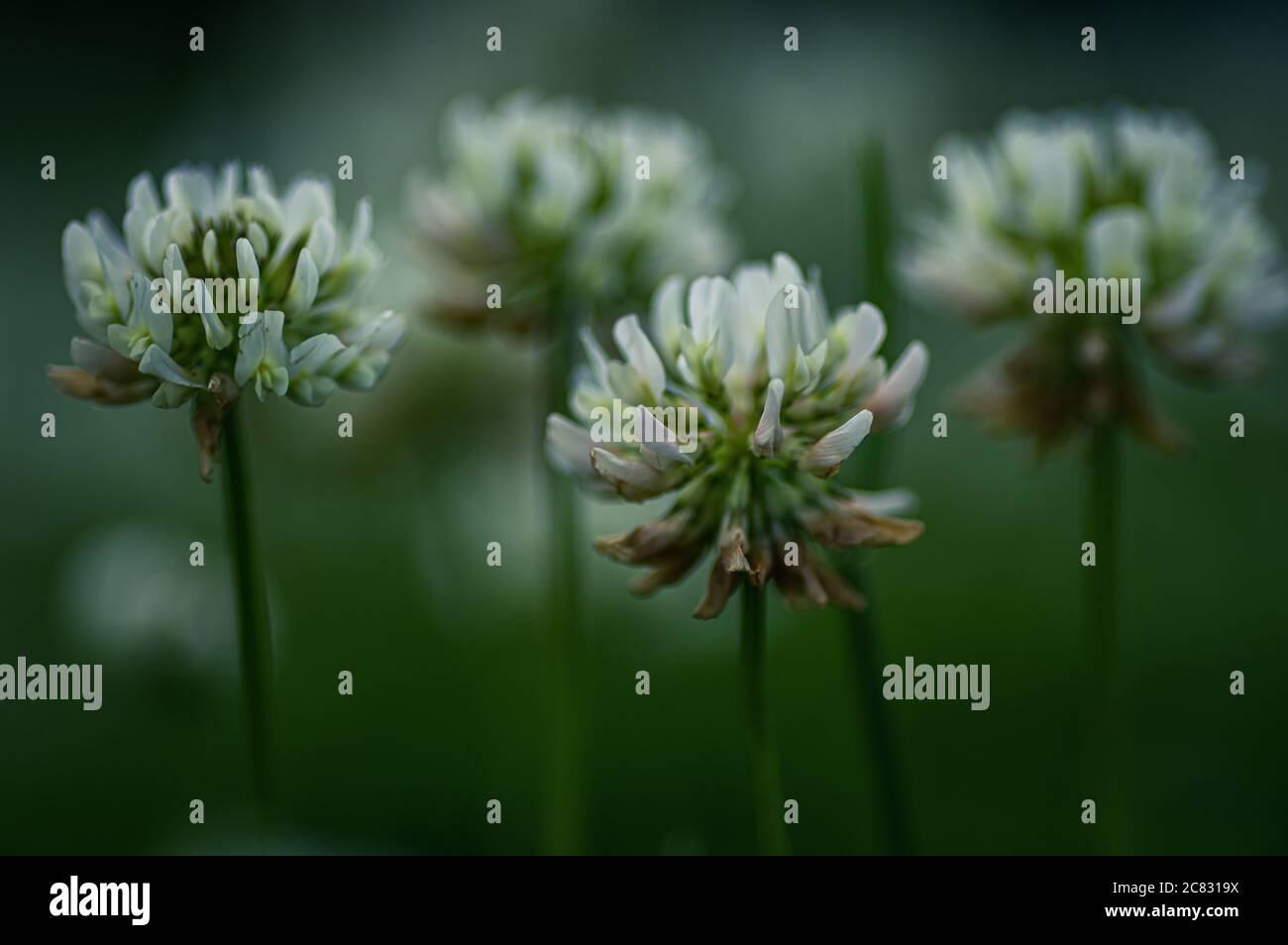 Clover river hi-res stock photography and images - Alamy