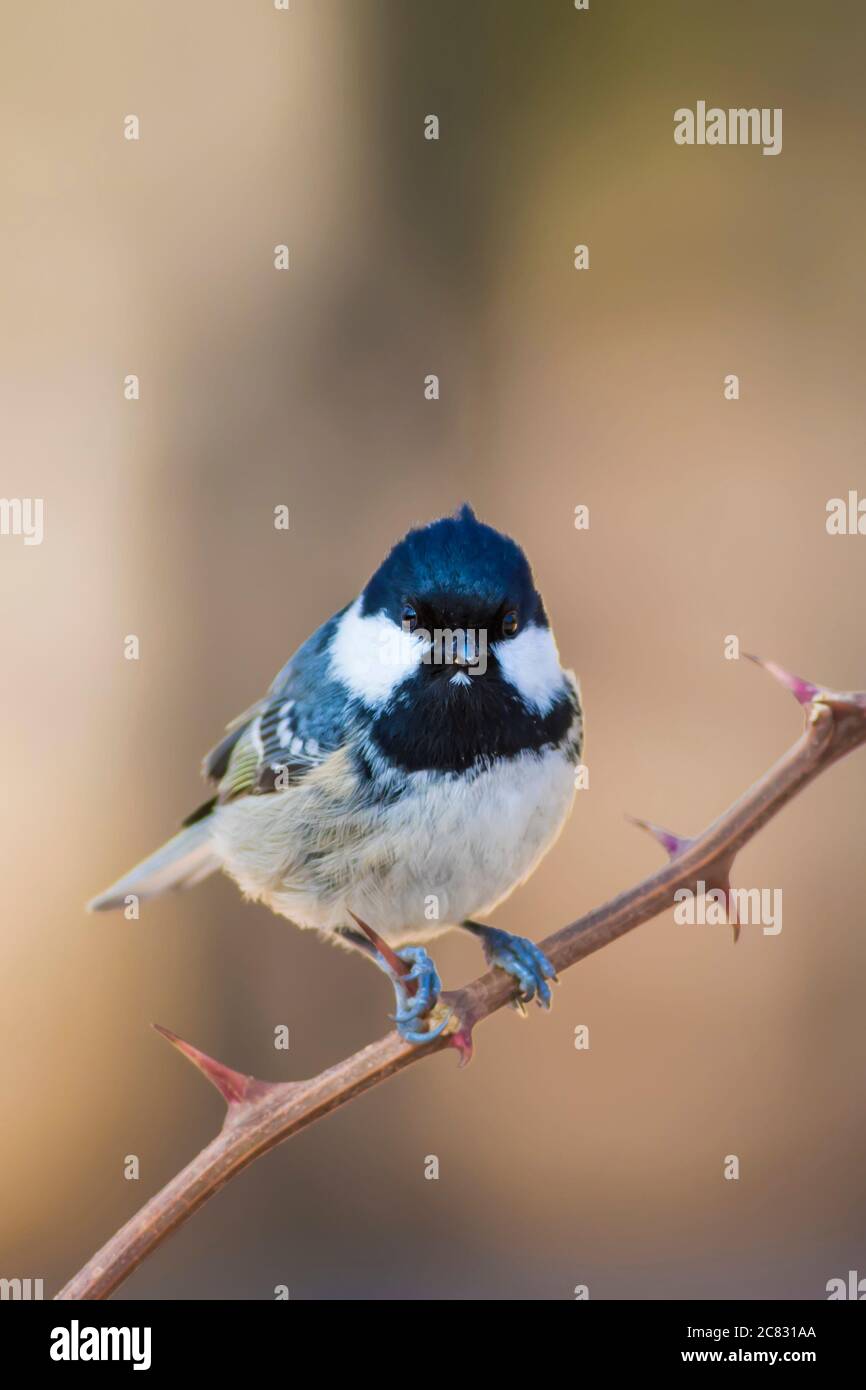 Nature and birds. Bird on branch. Nature background Stock Photo - Alamy