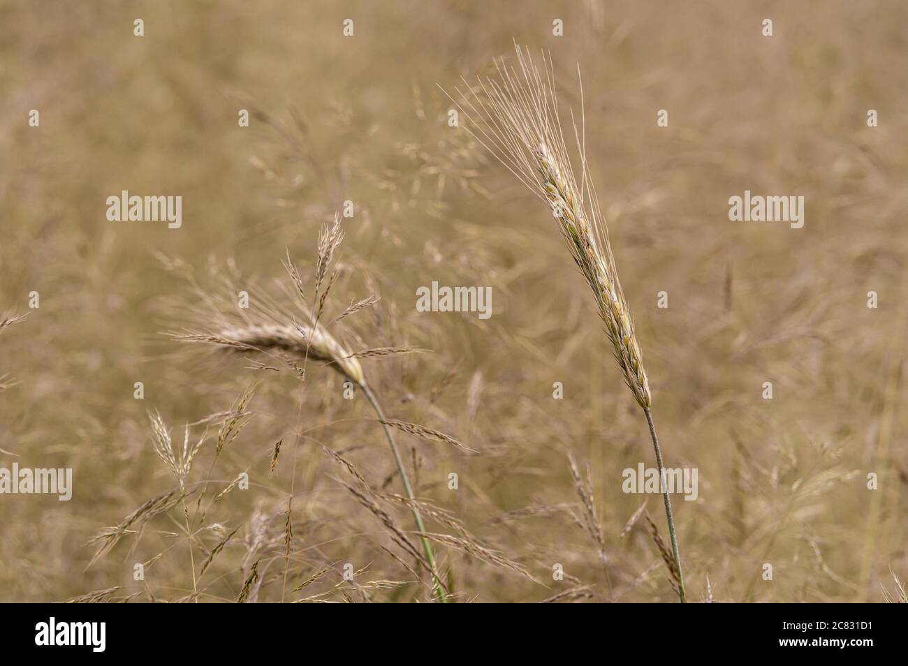 Closeup shot of a Triticale field during daytime Stock Photo - Alamy
