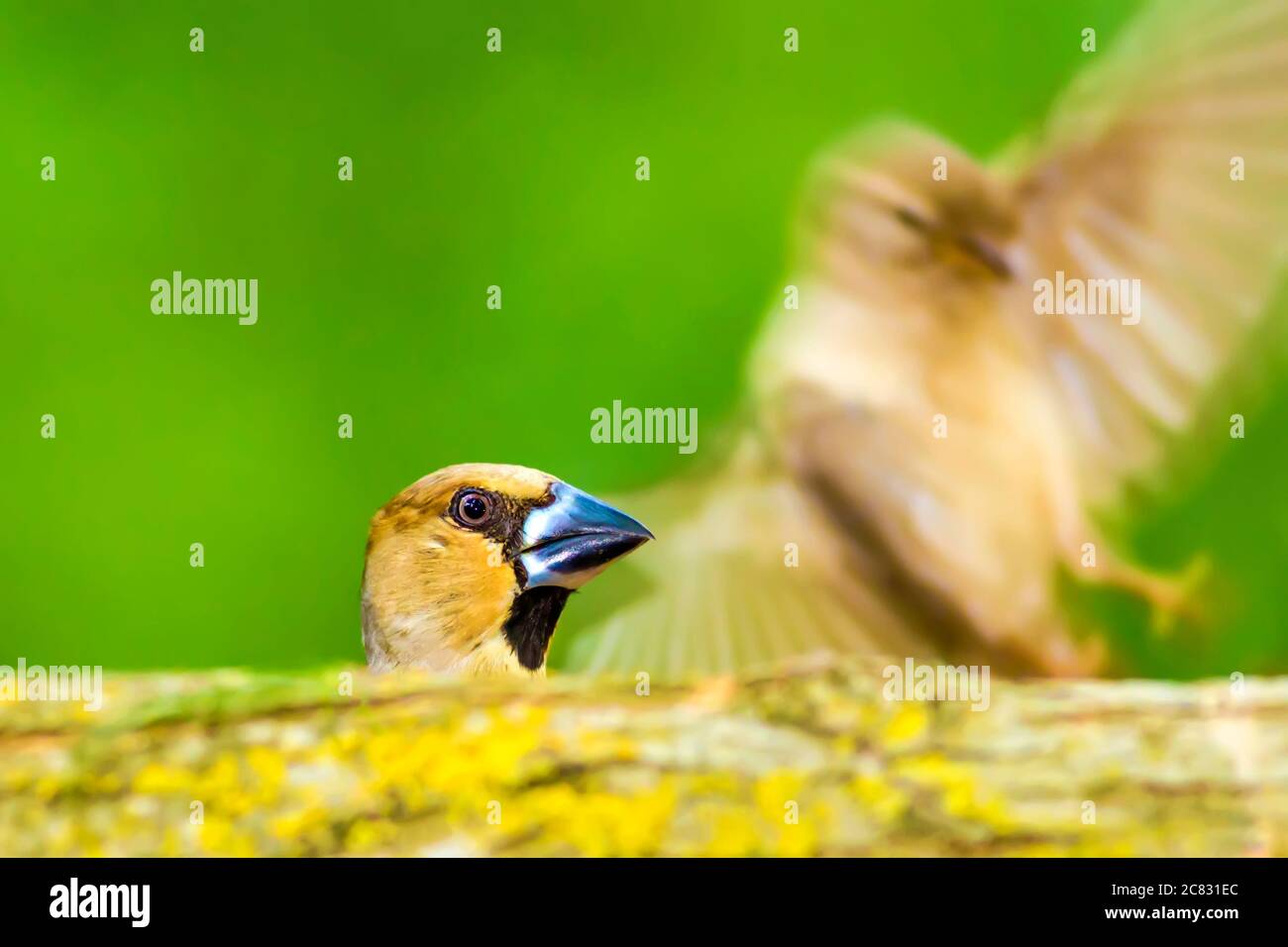Nature and birds. Bird on branch. Nature background Stock Photo - Alamy