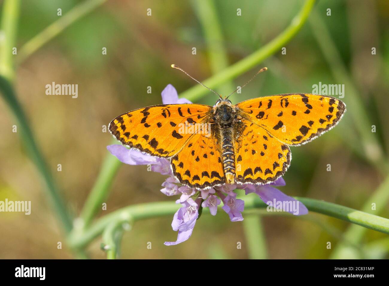Soft focus of a yellow butterfly with black spots on a flower against a ...