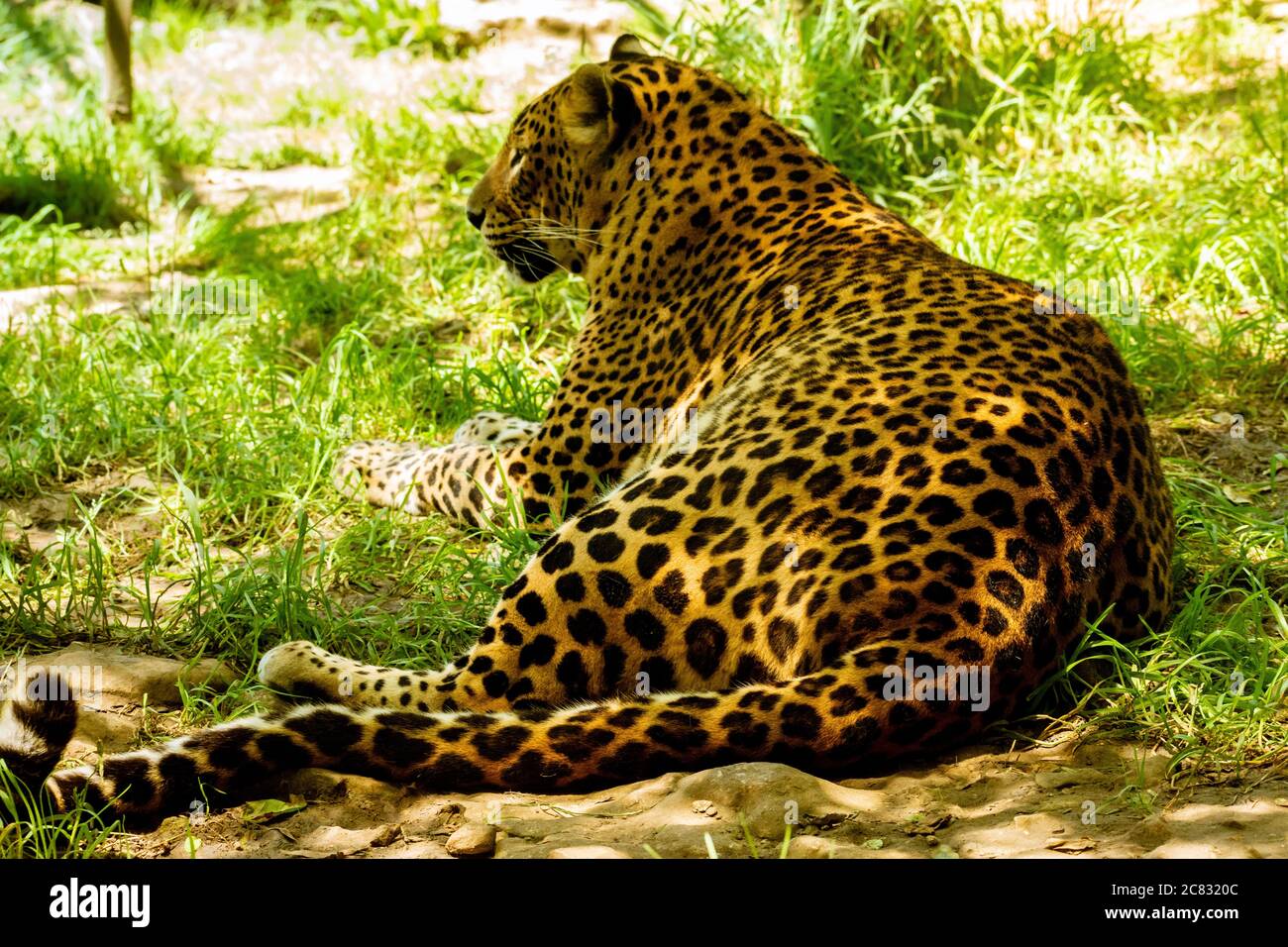 African leopard in the forest Stock Photo - Alamy