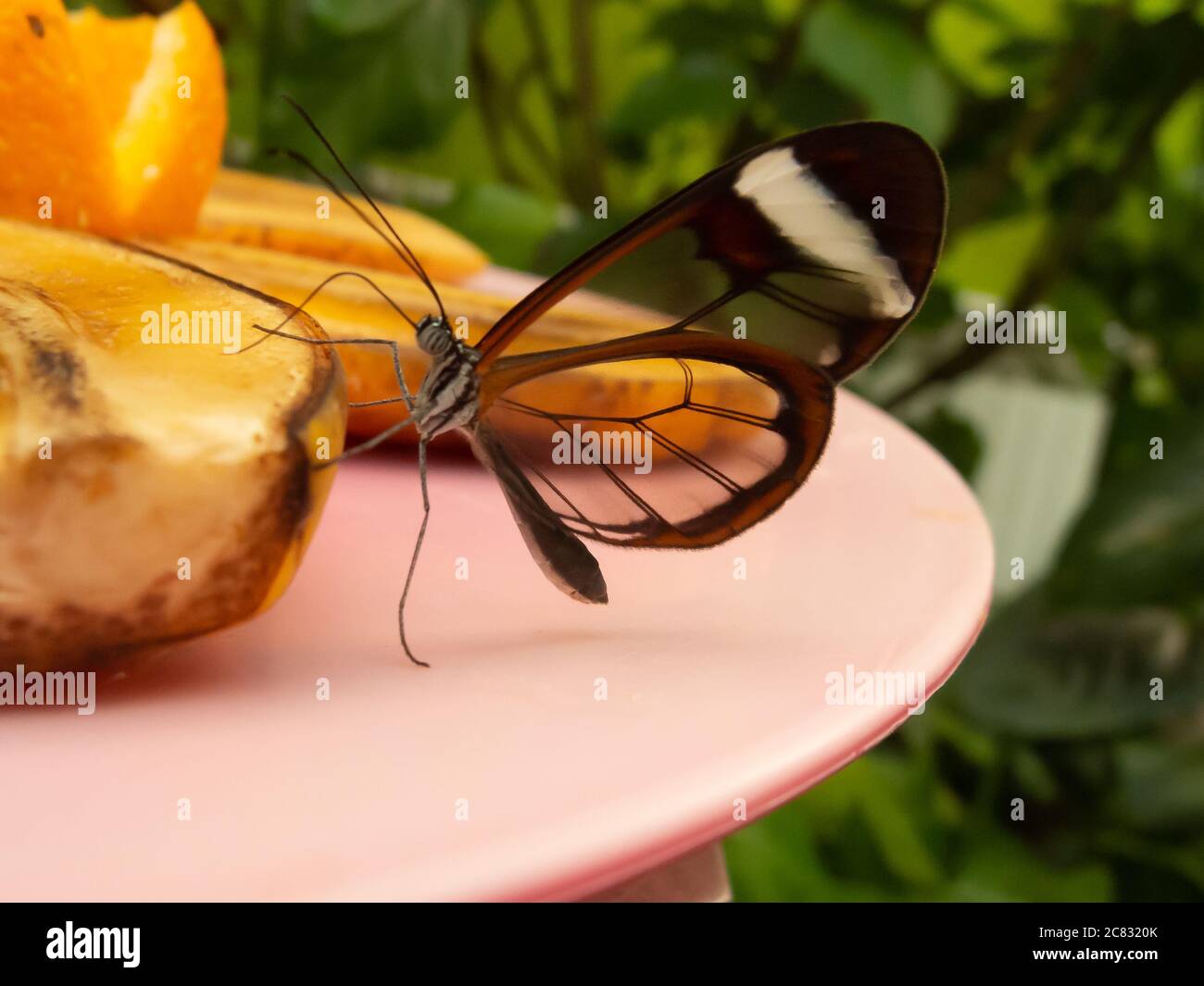 Lesser fruit fly hi-res stock photography and images - Alamy