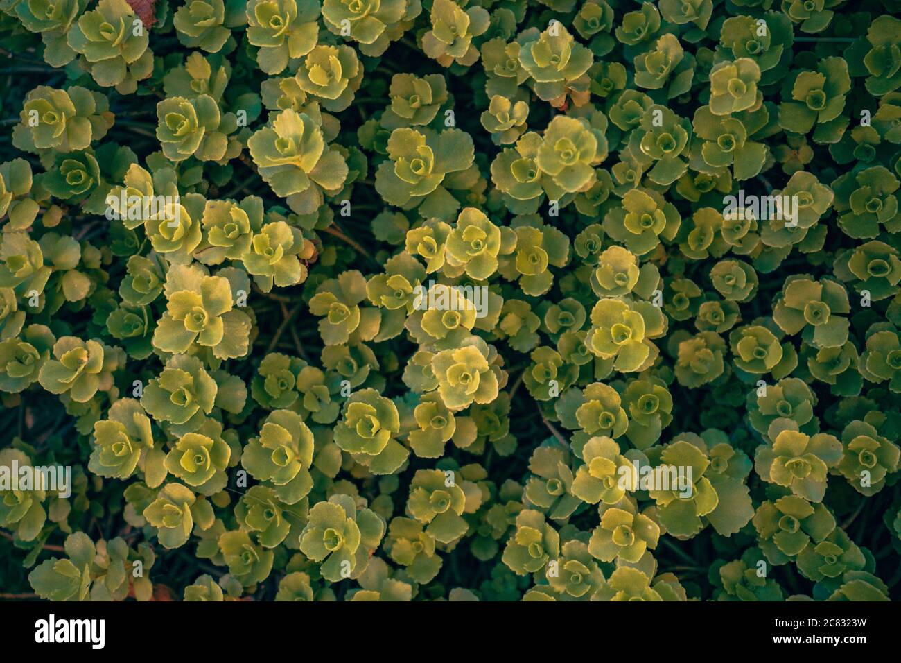 Green plants from above - perfect for a background Stock Photo - Alamy