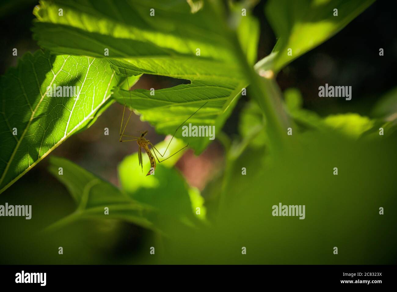 Insect with long legs walking on green leaves Stock Photo - Alamy