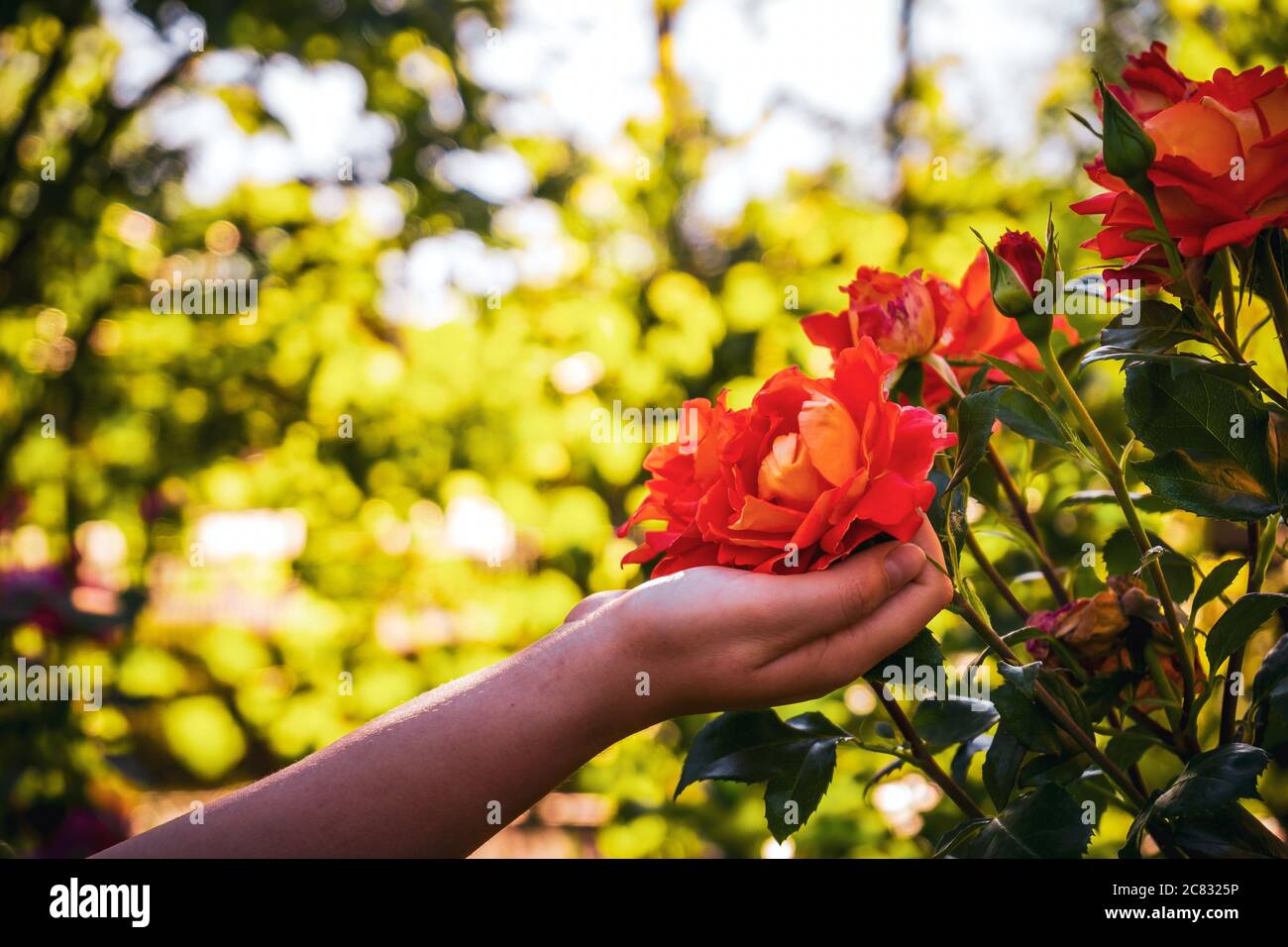 Female hand touching beautiful garden roses Stock Photo - Alamy