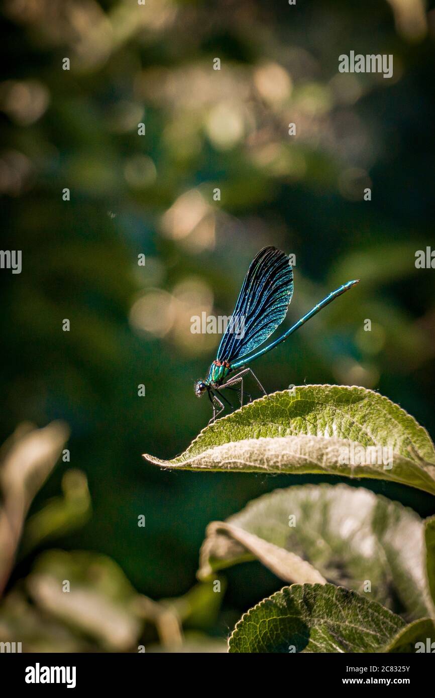 Vertical shot of a blue net-winged insect sitting on a leaf Stock Photo ...