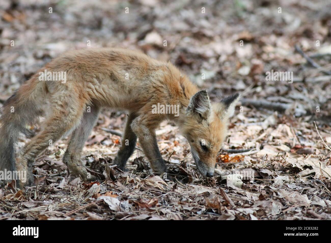 Red Fox kit Stock Photo - Alamy