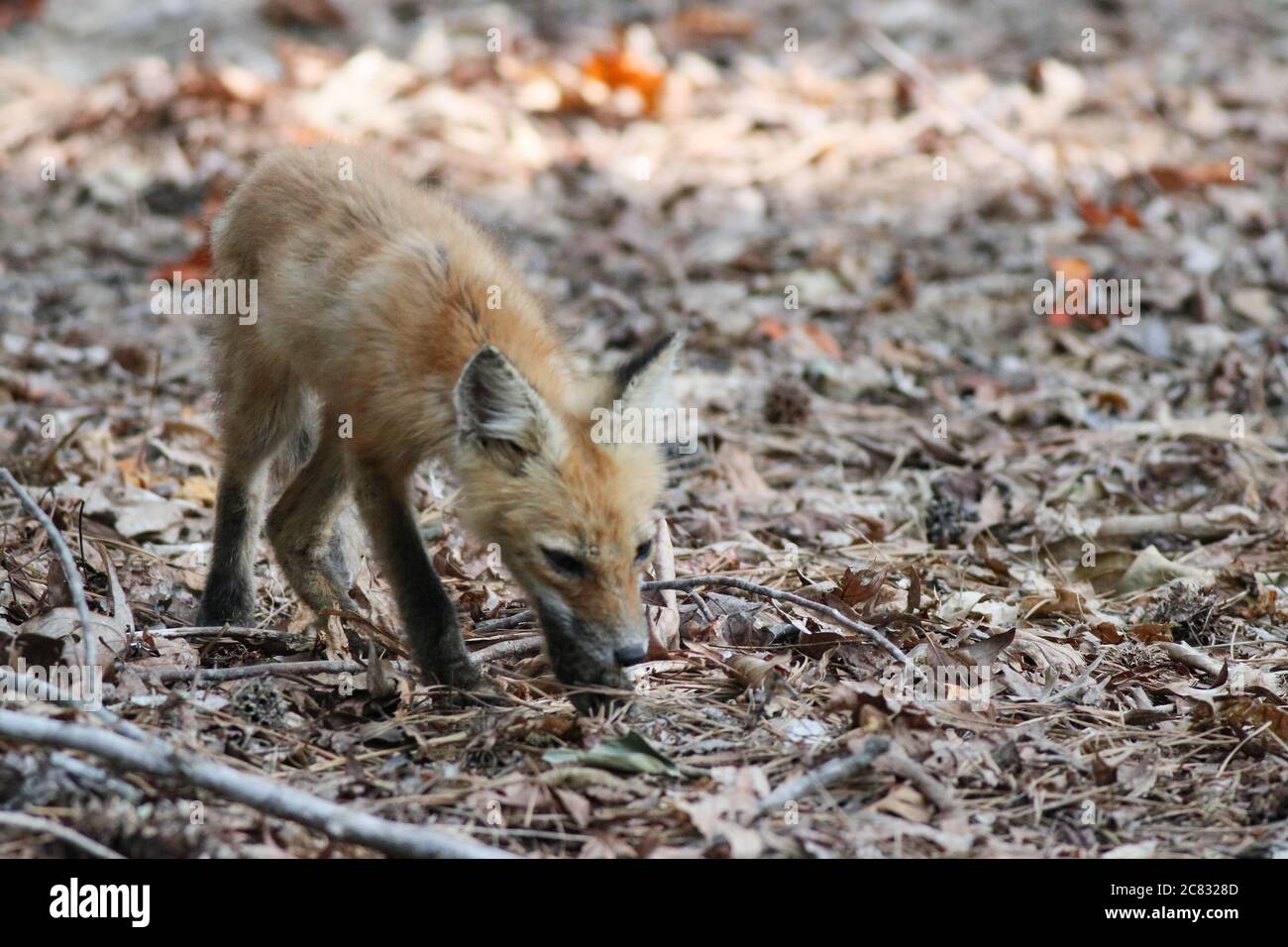 Red Fox kit Stock Photo - Alamy