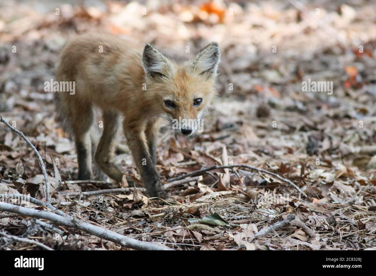 Red Fox kit Stock Photo - Alamy