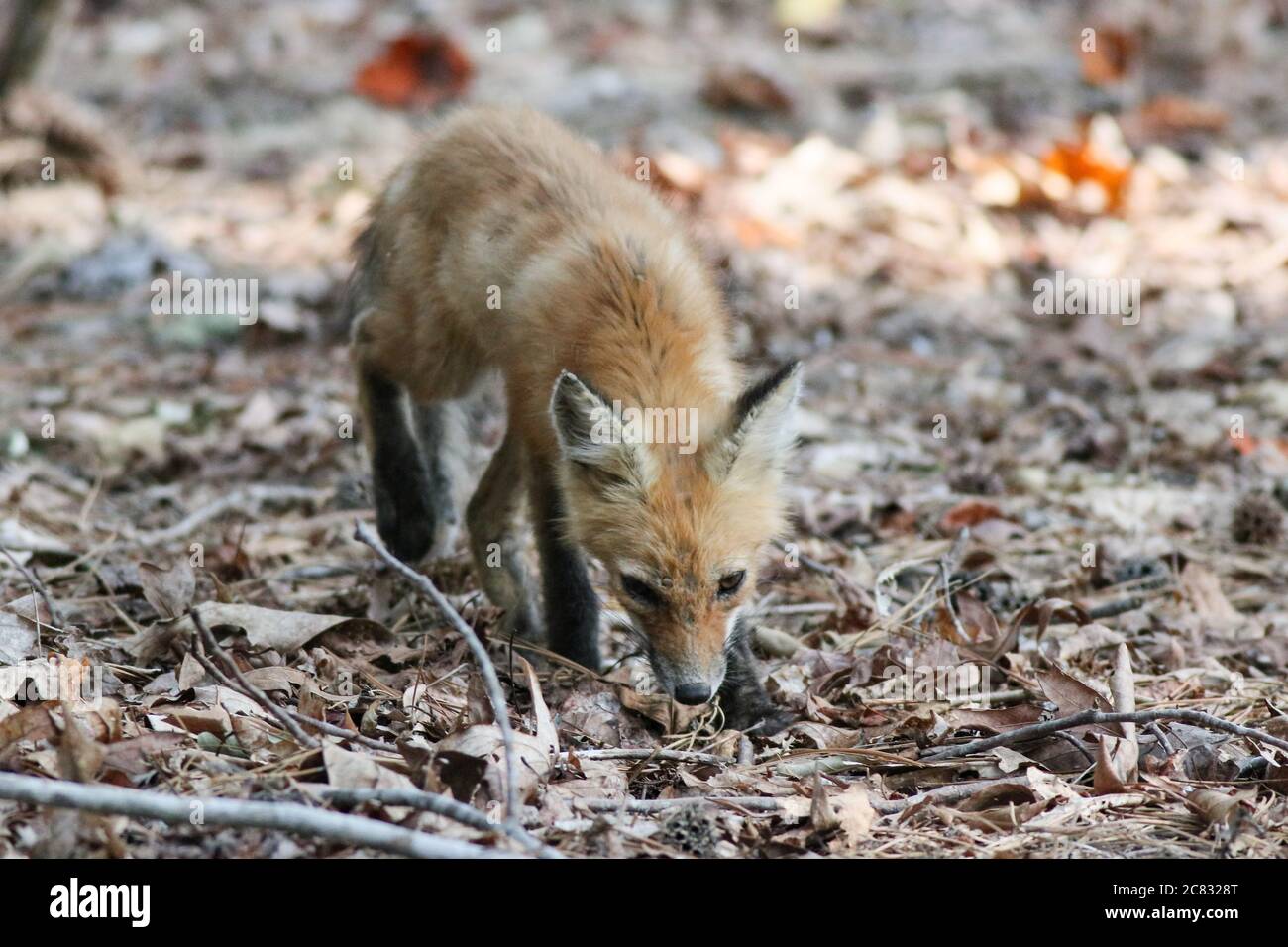 Red Fox kit Stock Photo - Alamy