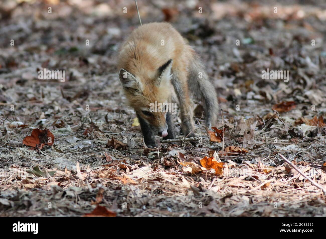 Red Fox kit Stock Photo - Alamy