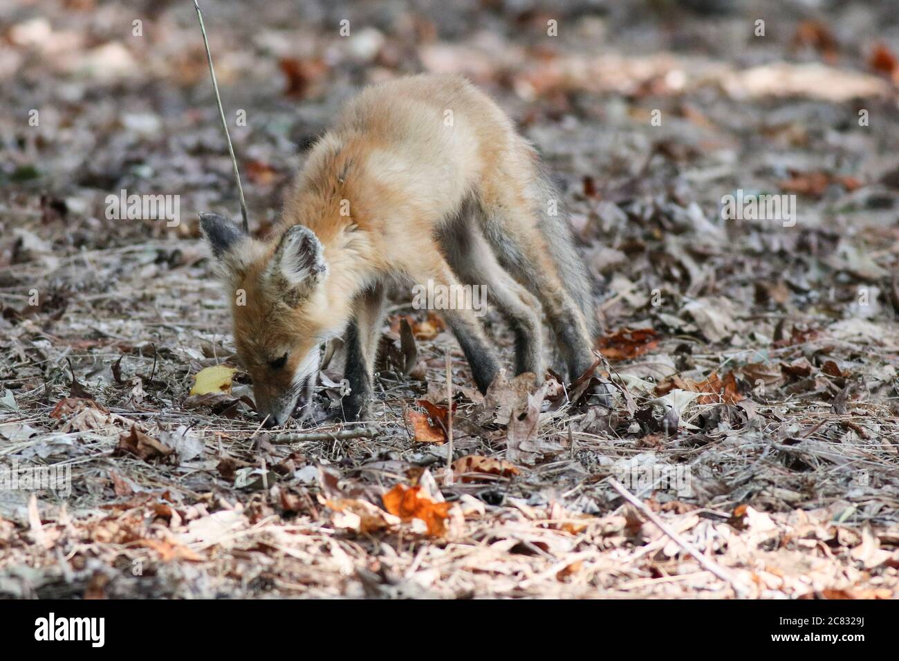 Red Fox kit Stock Photo - Alamy