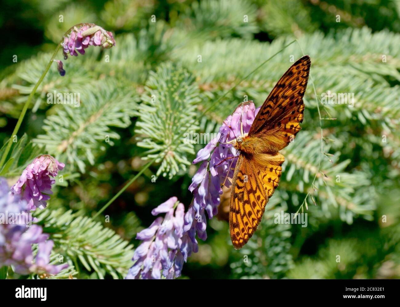 Callippe Fritillary feeds on purple bloom Stock Photo - Alamy