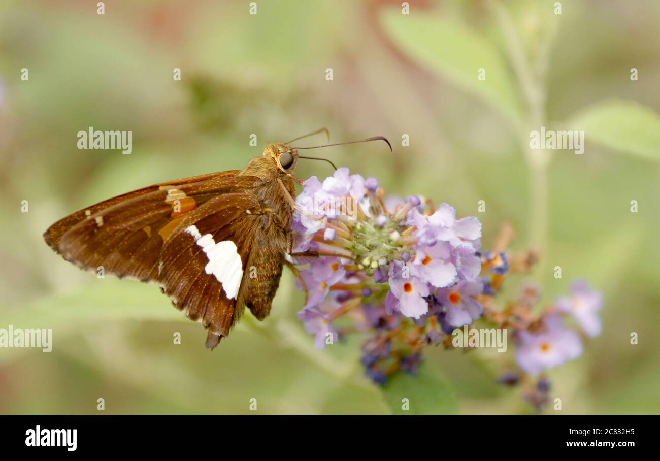 Brown skipper hi-res stock photography and images - Alamy