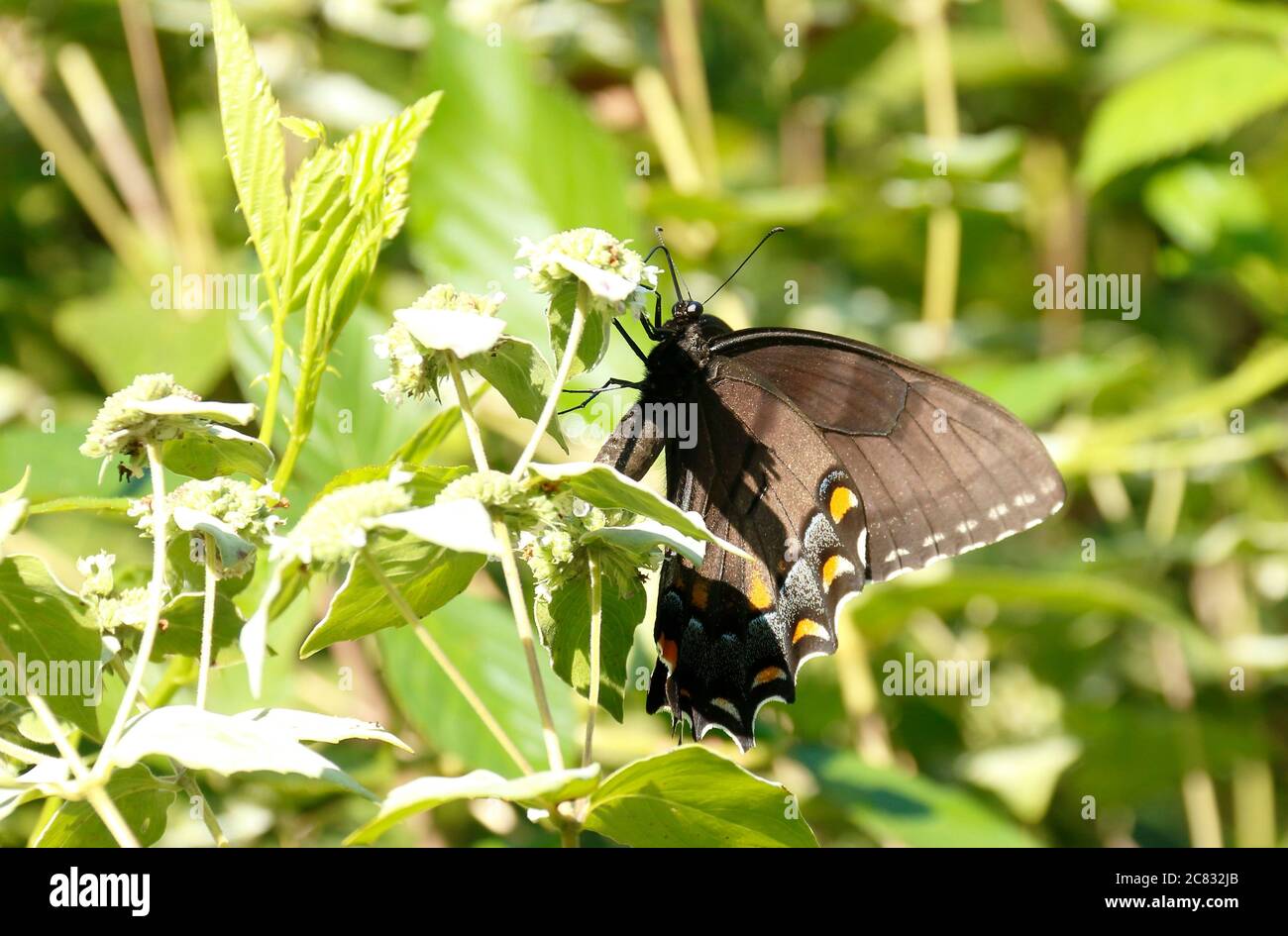 Side profile of feeding Black Swallowtail Stock Photo - Alamy