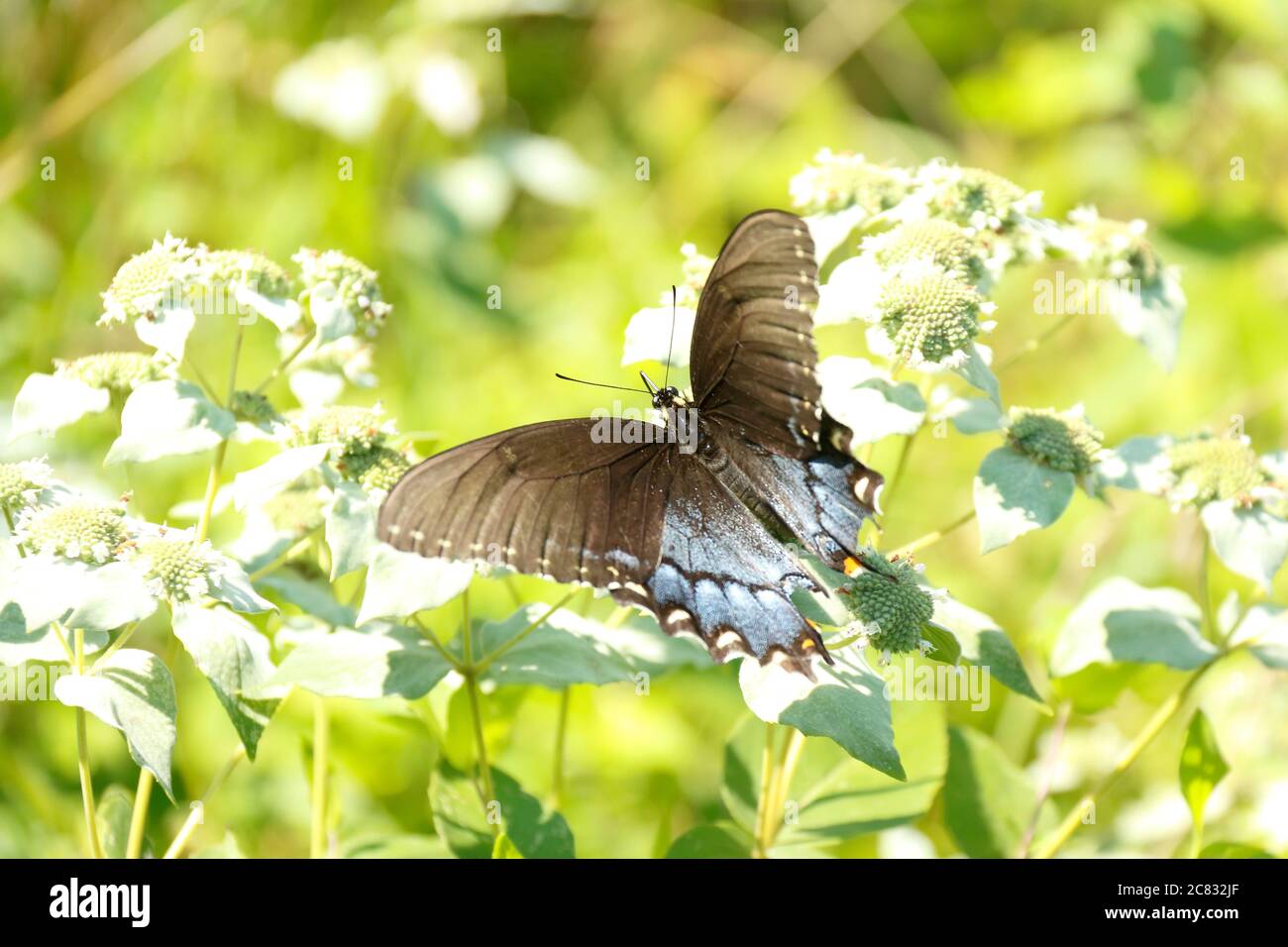 The gorgeous open wings of the Black Swallowtail in morning sun Stock ...
