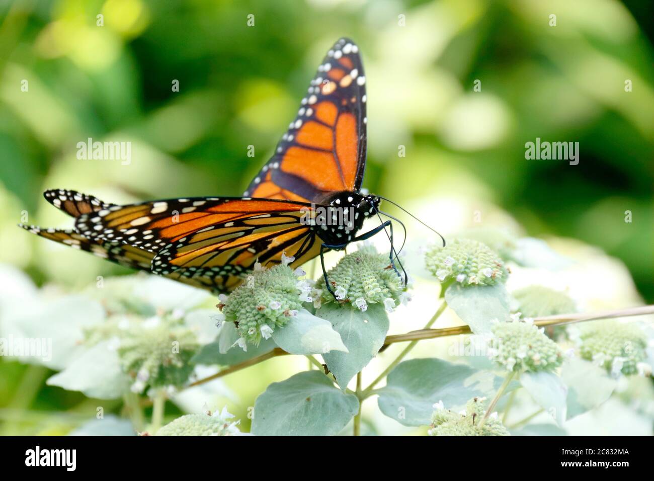 Mating Monarch Butterflies in courtship flight while eating Stock Photo ...