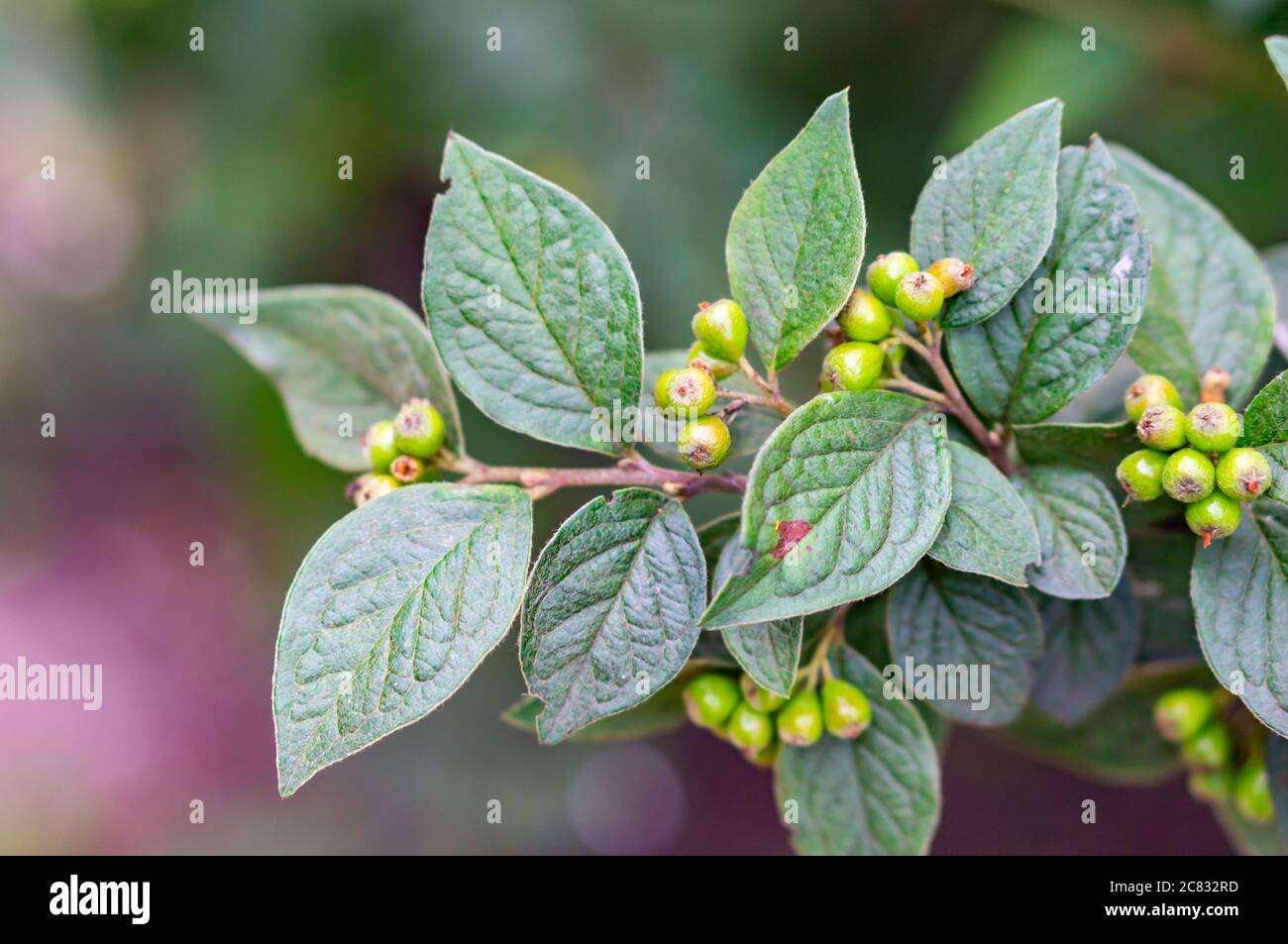 Green leaves with berries Stock Photo - Alamy