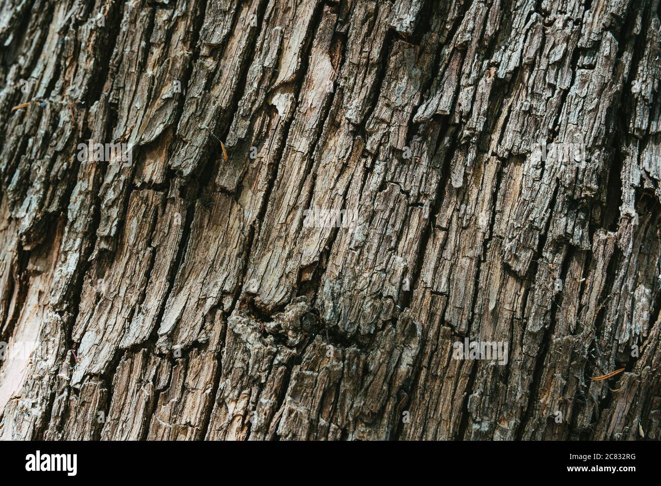 Closeup shot of wooden texture of a tree skin - background concept ...