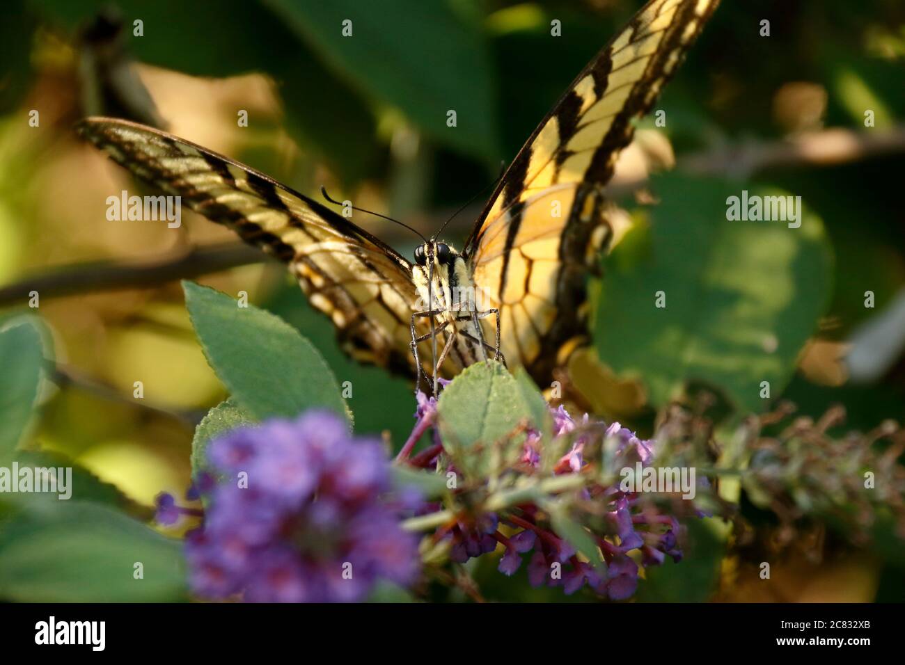 Tiger Swallowtail face at Butterfly bush Stock Photo - Alamy