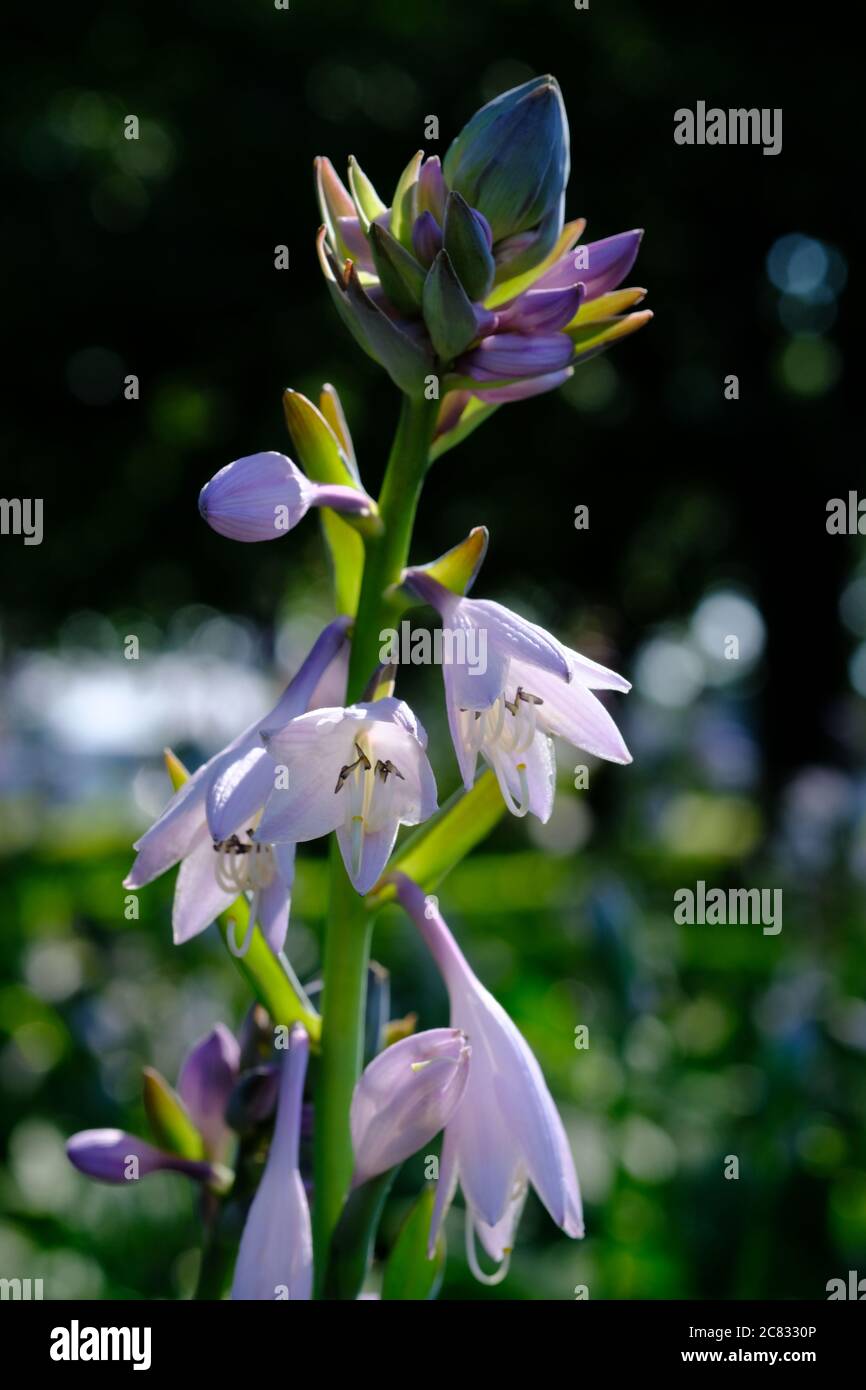 Purple Hosta High Resolution Stock Photography and Images - Alamy