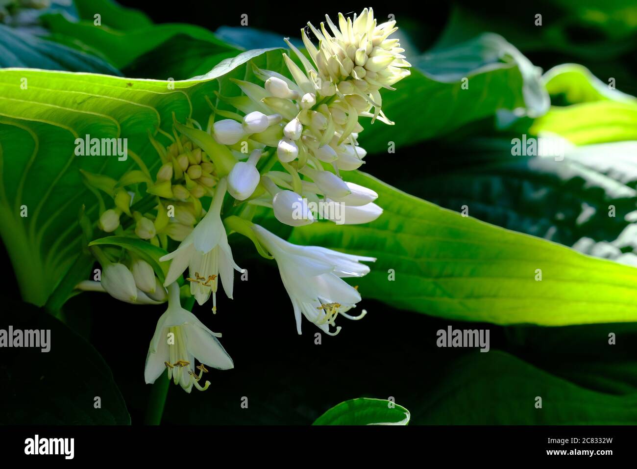 Lilioid monocot hi-res stock photography and images - Alamy
