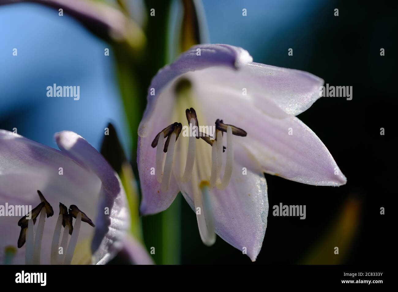 Detail of a hosta flower: corolla (all 6 tepals), stamen (filament ...