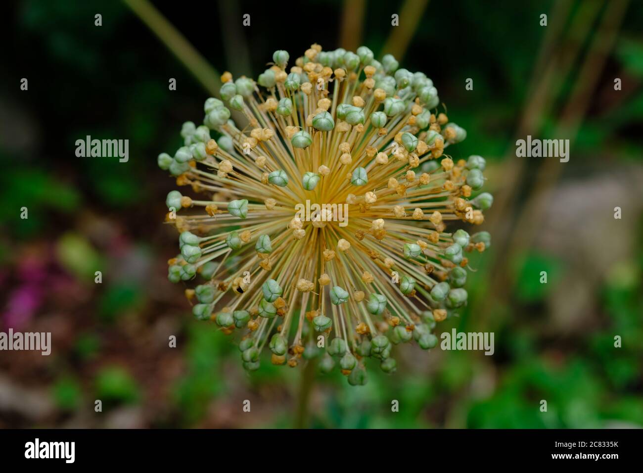 Allium (Allium ampeloprasum) inflorescence with seed heads in a Glebe ...