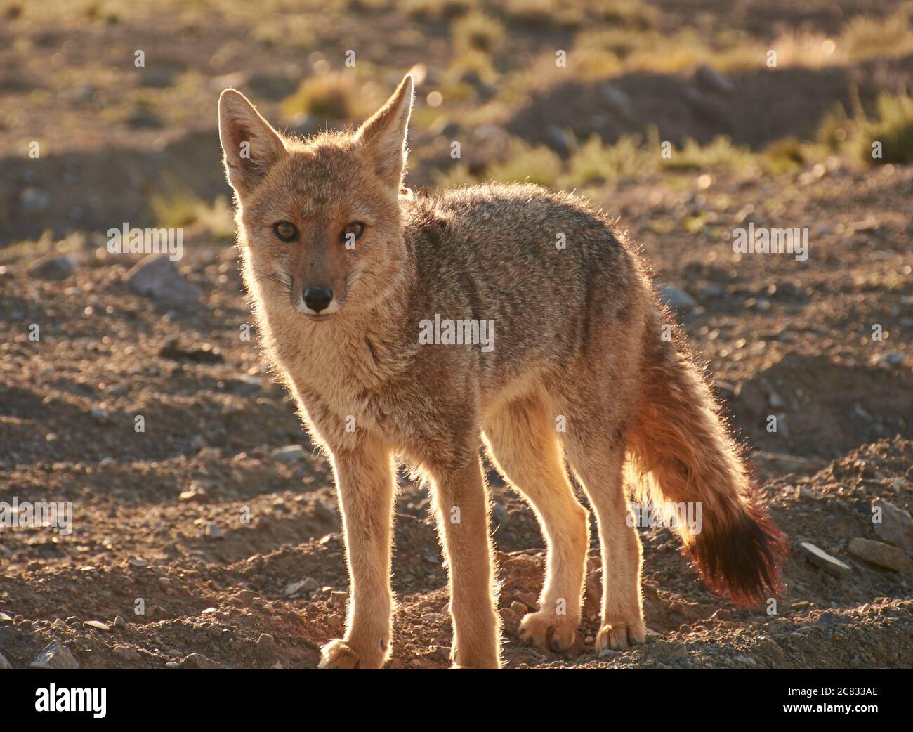 Andean dry forest hi-res stock photography and images - Alamy